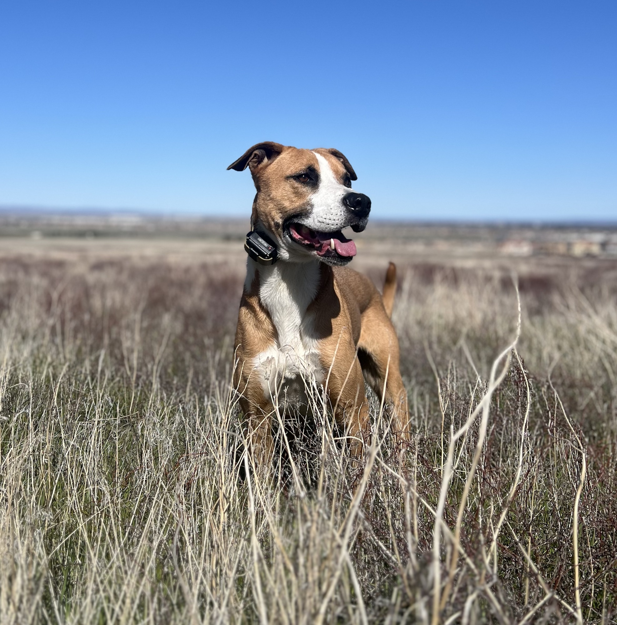 Boarding and Daycare – Calculated Canine Solutions, LLC.